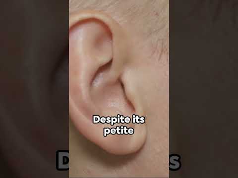 Ear Essentials Exploring the Marvel of the Stapes Bone