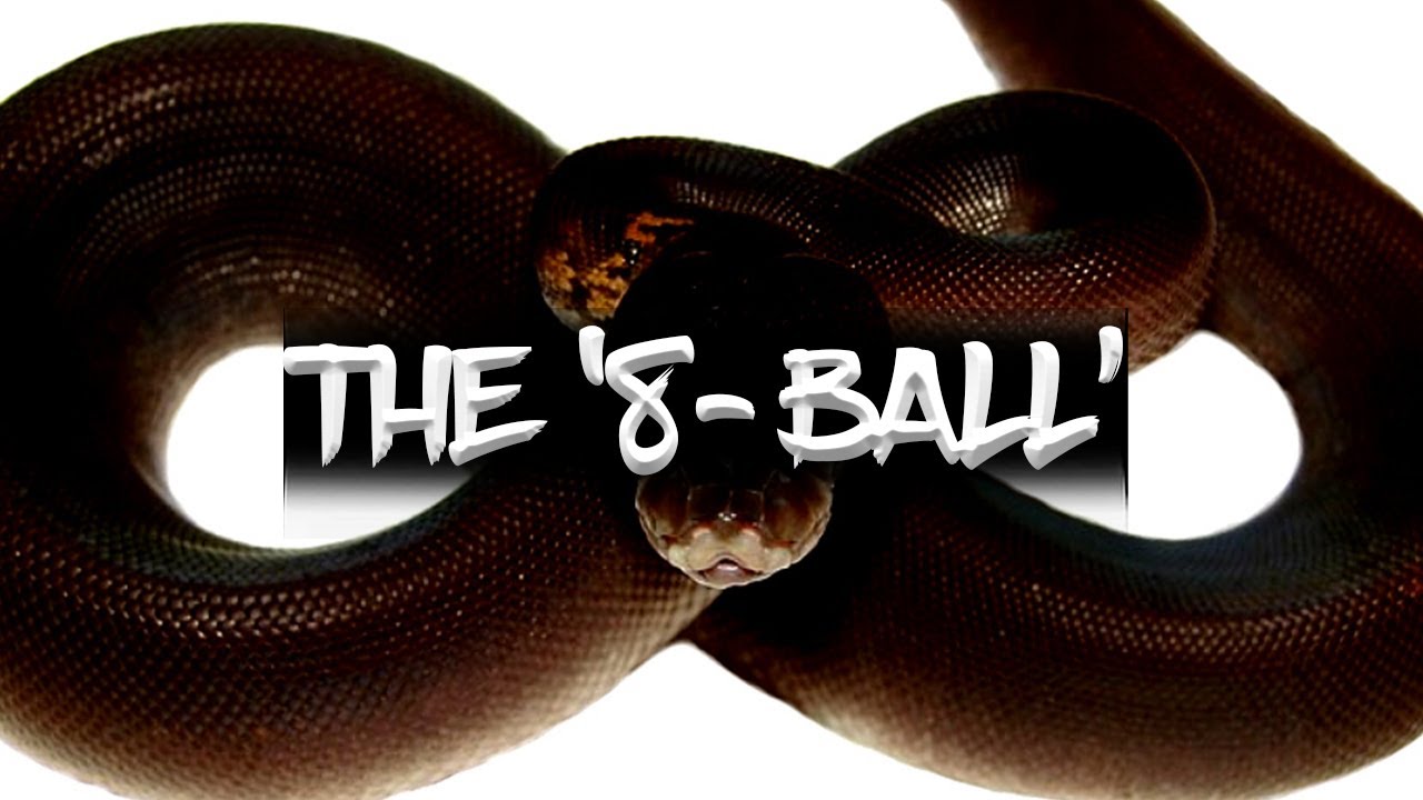 The '8-Ball' Ball Python