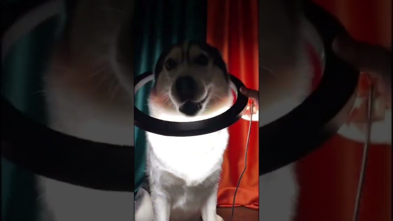 Dog transformation(1)