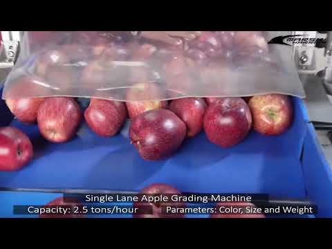 Apple Grading Machine - OKAG Pro Apple Grading Machine Manufacturer from Medak