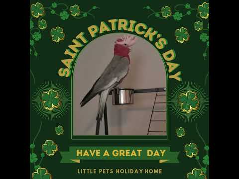 ST. Patrick's day 🍀Beautiful Ruby loves to dance on her holidays 🫶🦜🥰 🍀 🎶 🍀