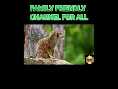 Happy Meerkat Families