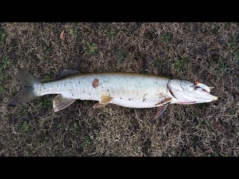 Muskie Fishing – Busse Lake, Illinois – (Winter 2014) – gipsyFishing
