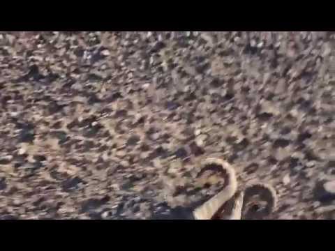 Sonoran Sidewinder Movement