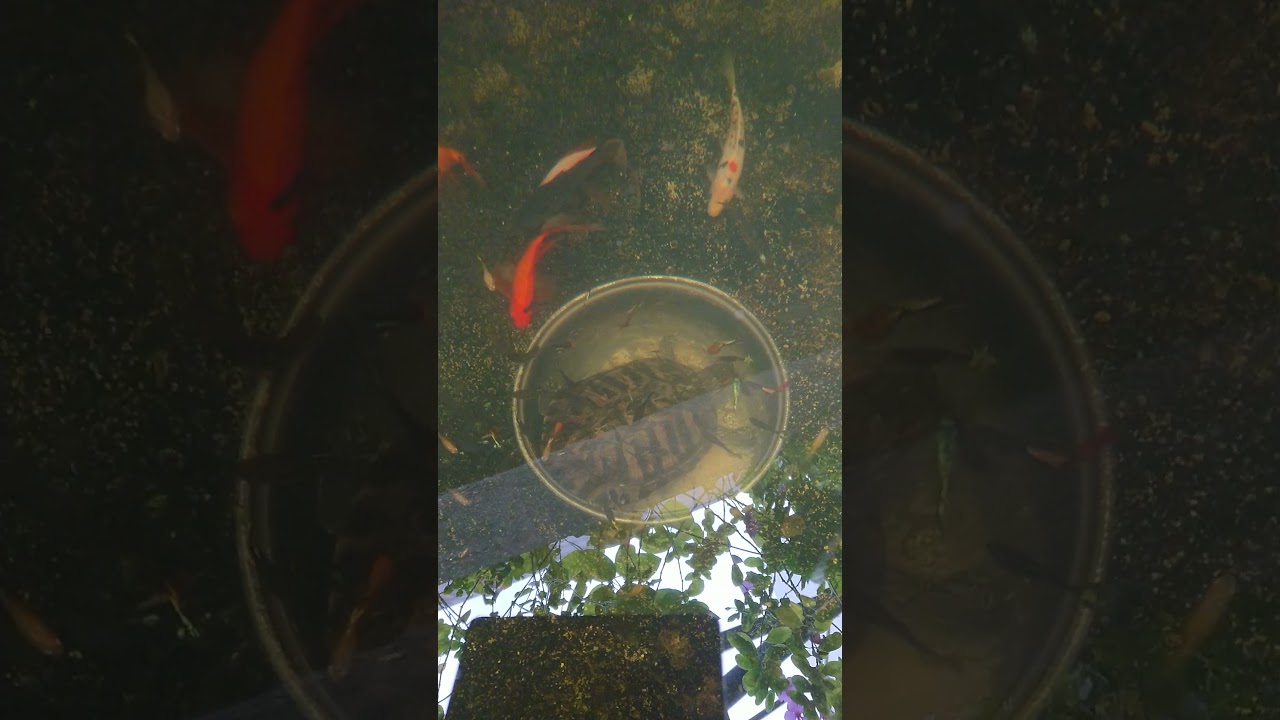 A greedy turtle 🐢