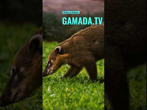Coatis: From Ancient Origins to Modern Marvels π¦ #nature #endangeredspecies #animals #conservation