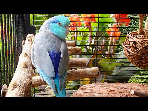 Parrot TV 🦜🌺 Relax To Singing Birds & Nature Sounds 📺 Parrotlet Sounds 🌴 10 Hours