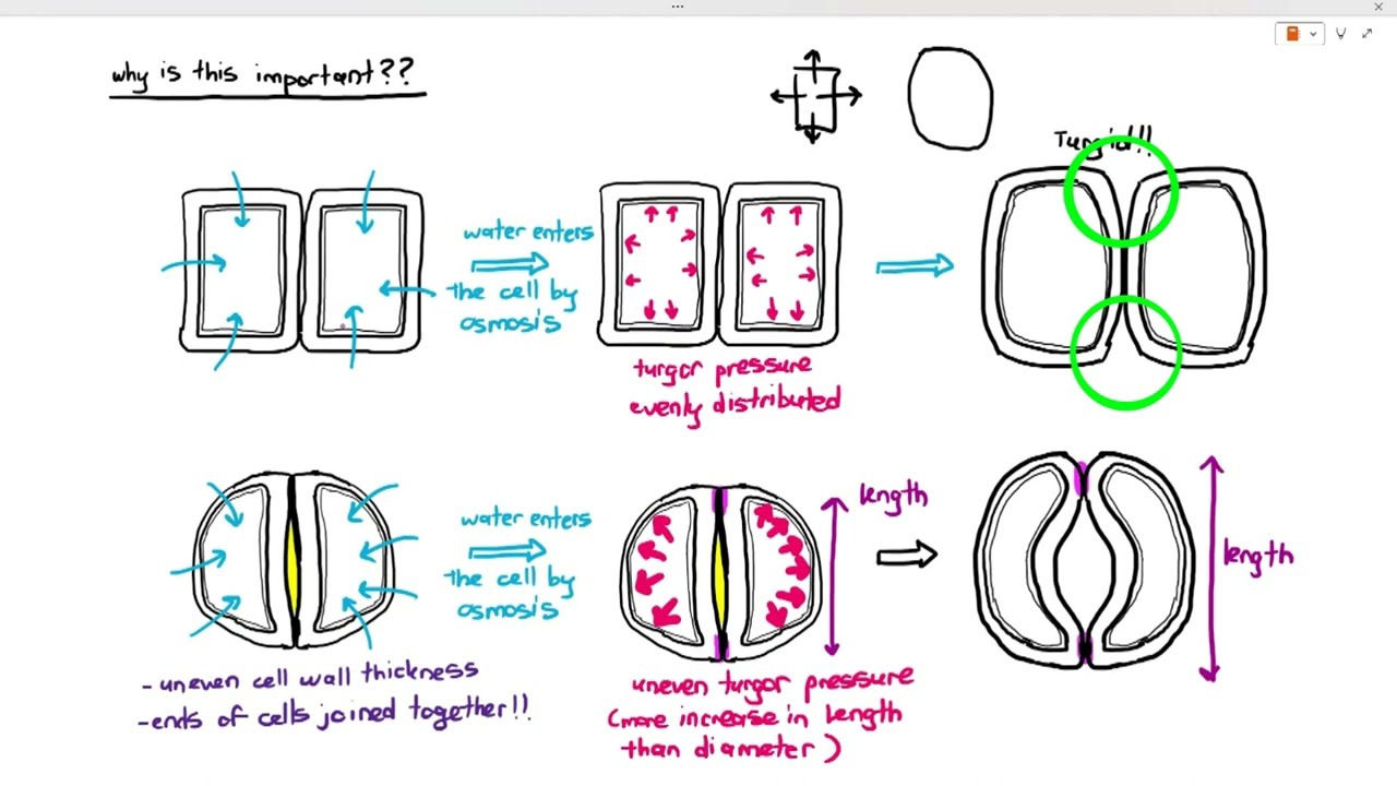 Understanding the Unique Cell Wall Structure of Guard Cells | Galaxy.ai