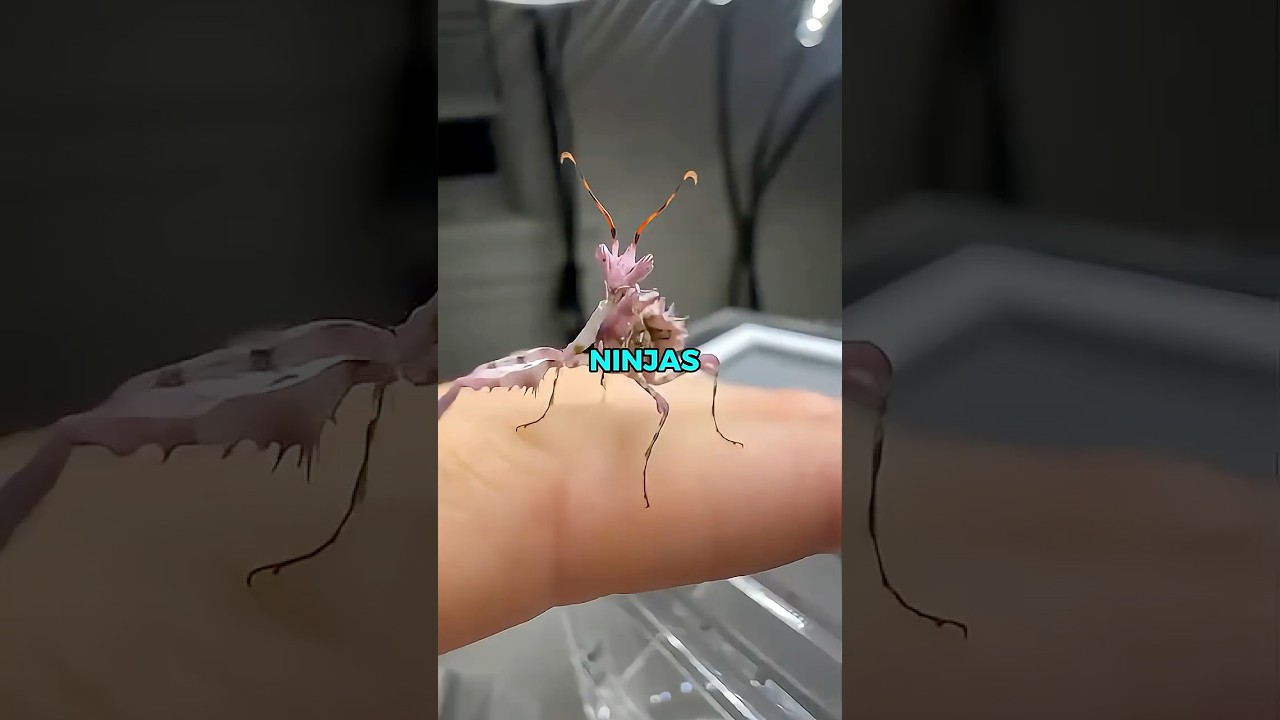 Would a Praying Mantis Make a Good Pet? | Pets Rated 😲 #prayingmantis #petrating #animalfacts