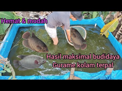 CARA HEMAT & MUDAH BUDIDAYA GURAME KOLAM TERPAL TAPI HASIL MAKSIMAL