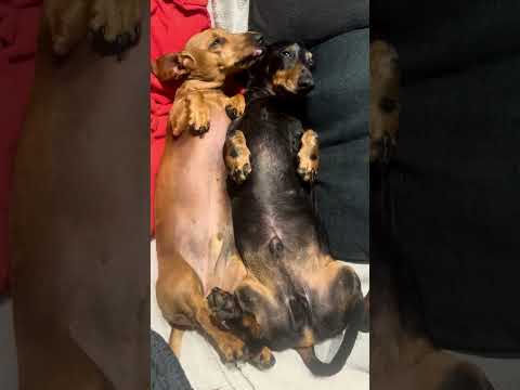 Dachshund Snuggles #lovemydachshund #dachshund #sausagedog #cute #puppy #dachs