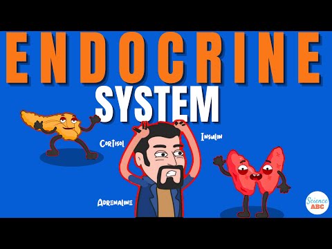 Endocrine System: How Hormones Work? Video Lecture - MCAT