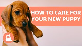Complete Guide to Puppy Care - PetsLife