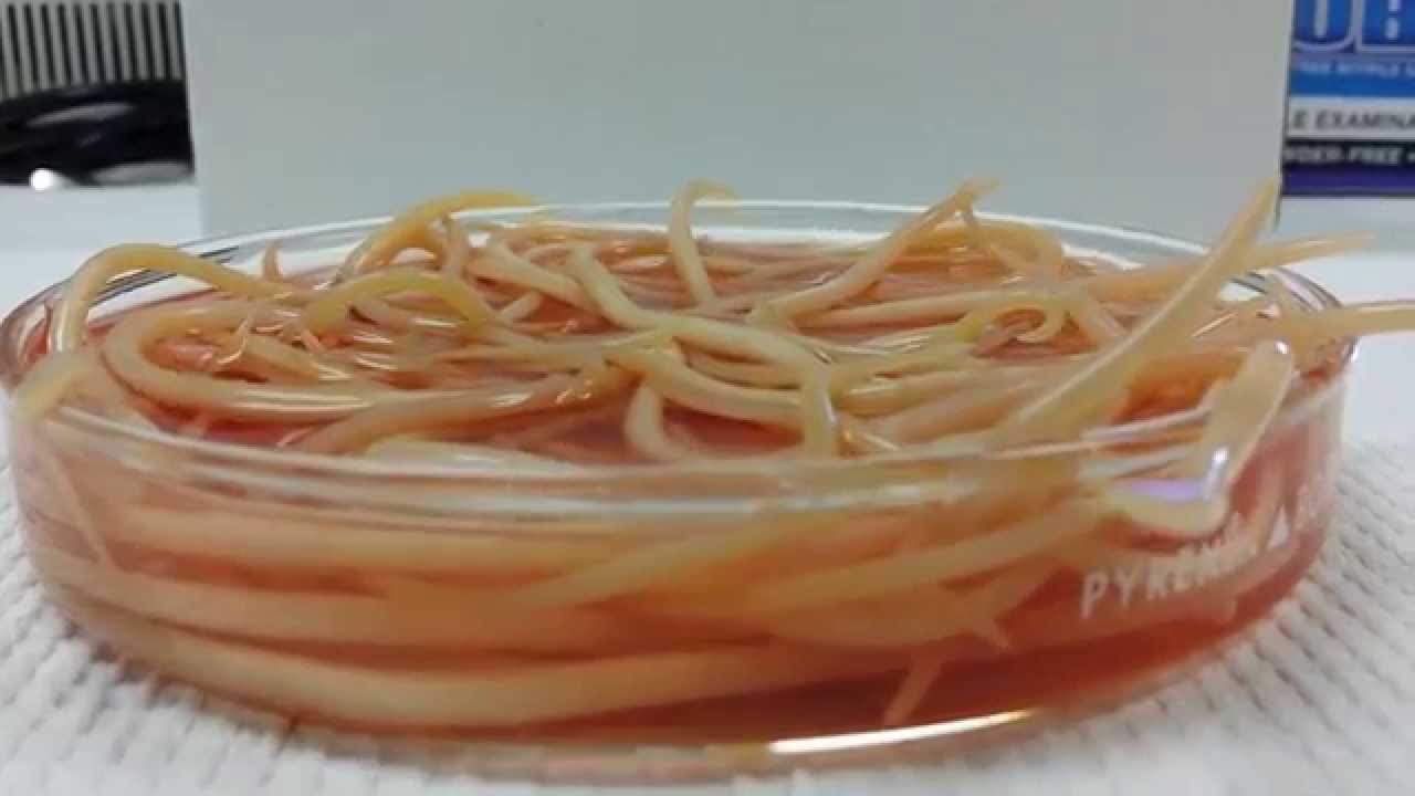 Adult roundworms