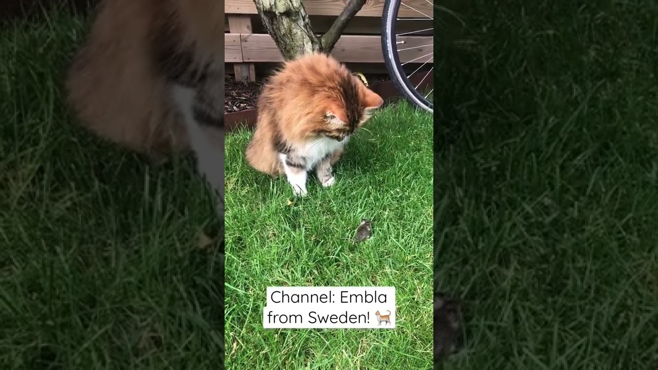 Siberian cat plays with mouse!