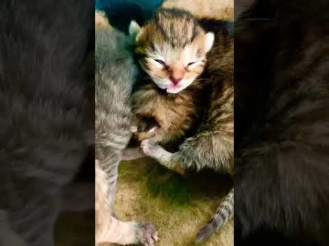 The cats are in the cradle #Cats #CatsInTheCradle 