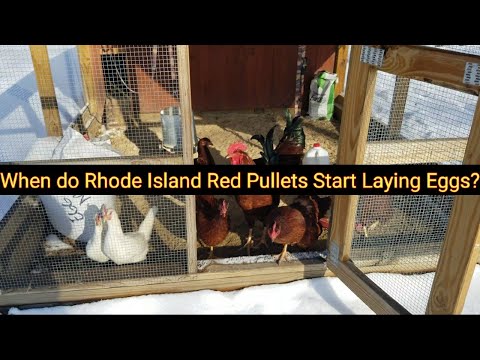 When do Rhode Island Red Pullets Start Laying Eggs?
