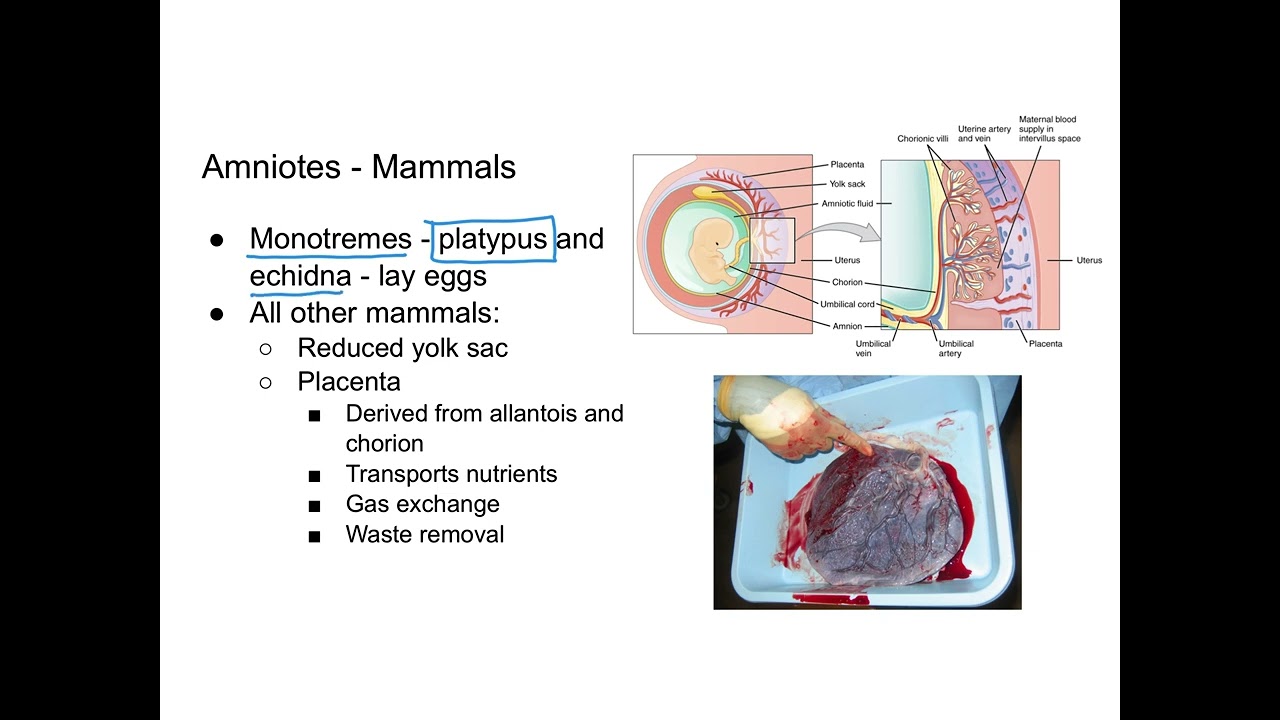 Vertebrates - Amniotes