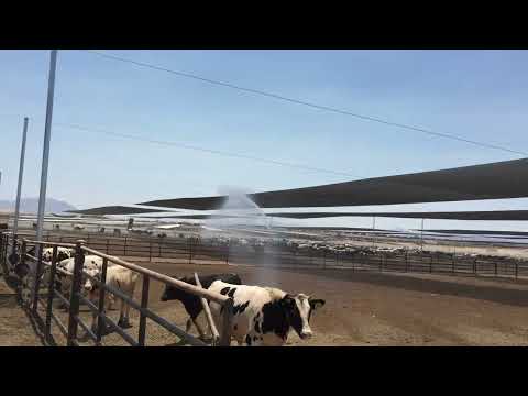 Best Cattle Shade with Sprinklers