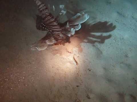 IL PESCE LEONE o VOLITANS | Egittiamo "Blog sull'Egitto e località del ...