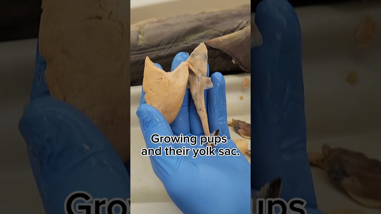 This is a dogfish shark dissection in a high school zoology class. Can be used as a virtual lab.