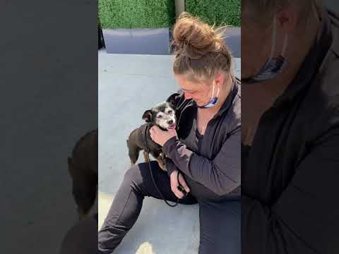 Raider - Available for adoption at Priceless Pet Rescue