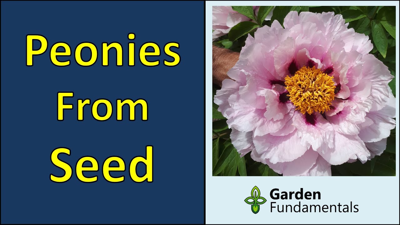 Growing Peonies From Seed 💐🌺💐 Collecting, Germinating and Growing to Maturity