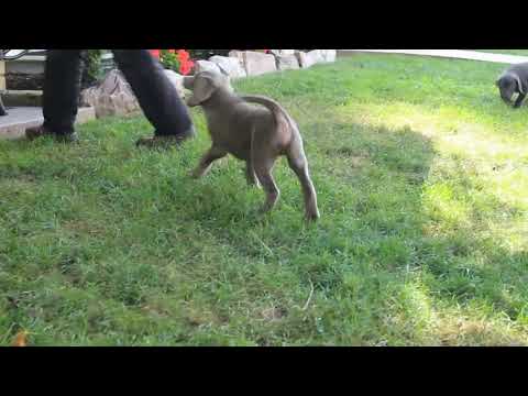 Charcoal and Silver Labrador Puppies For Sale