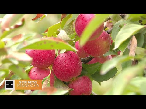 Check out the home of the Honeycrisp apple at the Minnesota Landscape Arboretum