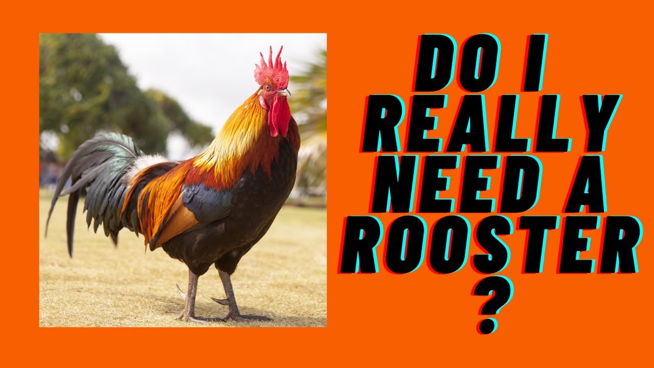 Do I REALLY Need A Rooster For My Backyard Chickens?