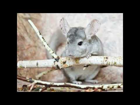 Magically Surprising Examples of Crepuscular Animals