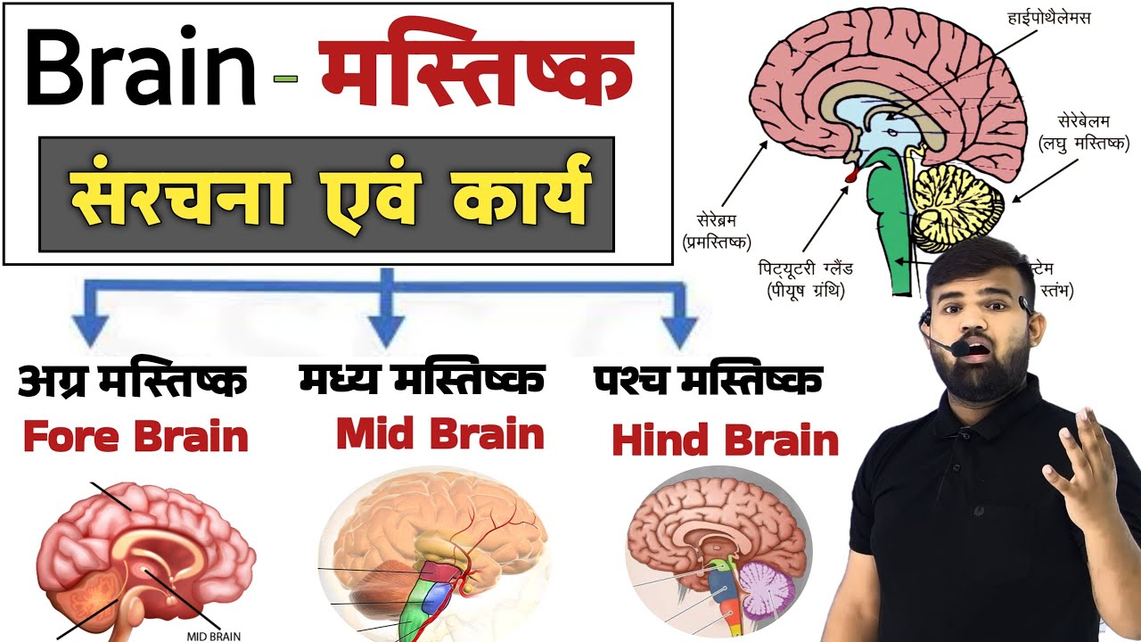 Understanding the Human Brain: Anatomy and Physiology | Galaxy.ai