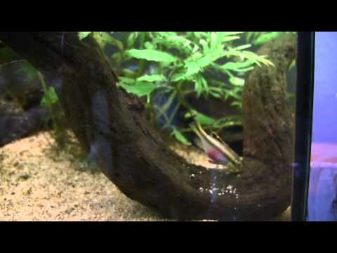 Common Kribensis (Pelvicachromis pulcher) | El Naturale: Vancouver