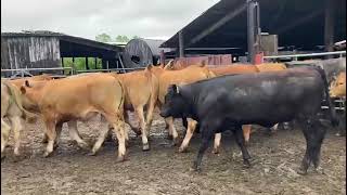 Cattle for Sale & Wanted | Border Livestock Exchange