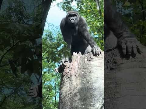 The Gorilla has a clear view about 100 ft up of the 6 acres of the Gorilla habitat.