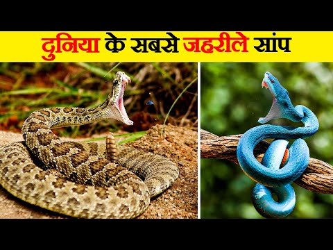 दुनिया के 10 सबसे जहरीले सांप | Most Venomous Snakes in the World