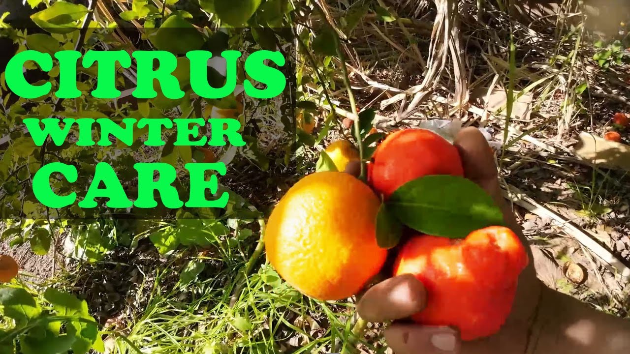 How To Keep Your Citrus Alive In The Winter