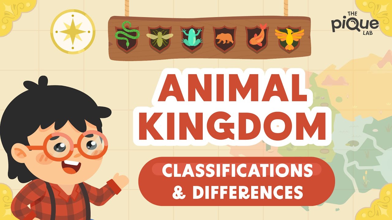 Animal Kingdom: Classifications & Differences | Primary School Science Animation
