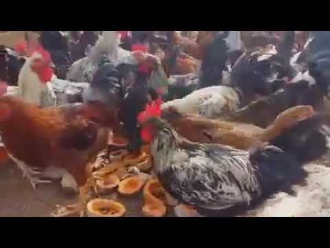 Animal Breeding Service in India