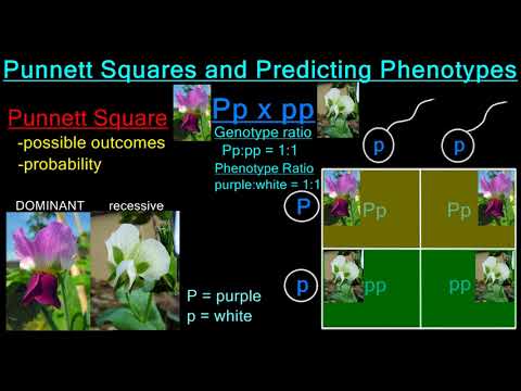 Determining Phenotypes