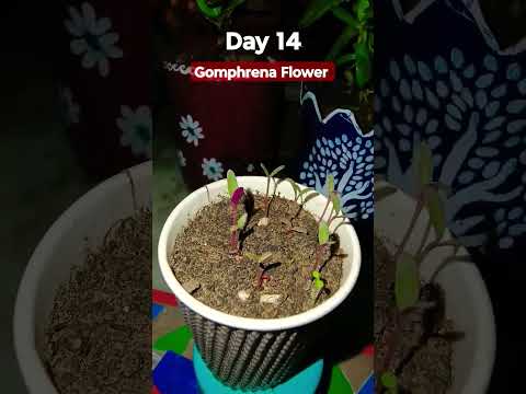 Grow Gomphrena From Seeds|How to sow Gomphrena|रक्तमल्लिका को बीज सेलगाए|Gomphrena Seeds Germination