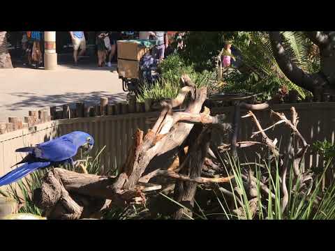 Interspecies Interactions Mediated by Technology: An Avian Case Study at the Zoo