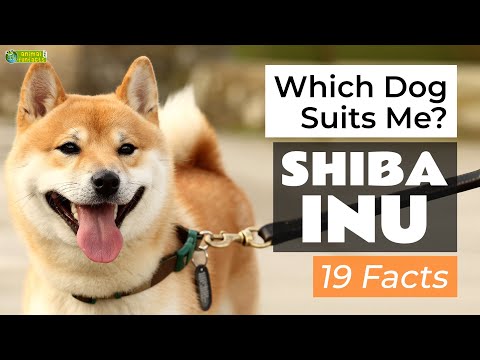 Is a Shiba Inu the Right Dog Breed for Me? 19 Facts About Shiba Inus!