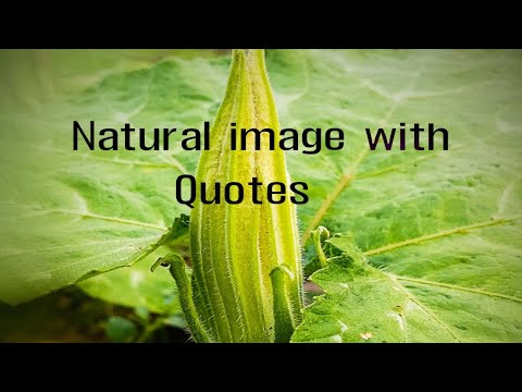 NATURAL IMAGES WITH QUOTES