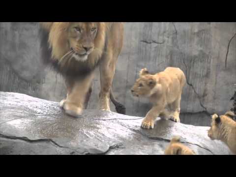 Lion - Dad and Son