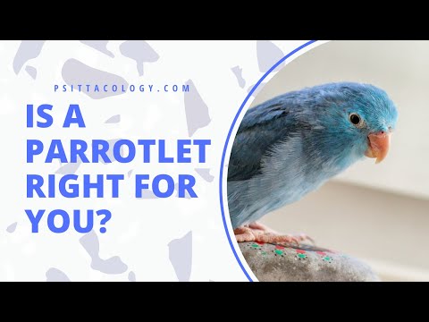 is a parrotlet right for you?