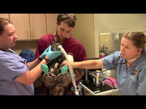 SWFL Eagle Cam Eaglet Post-Op Exam