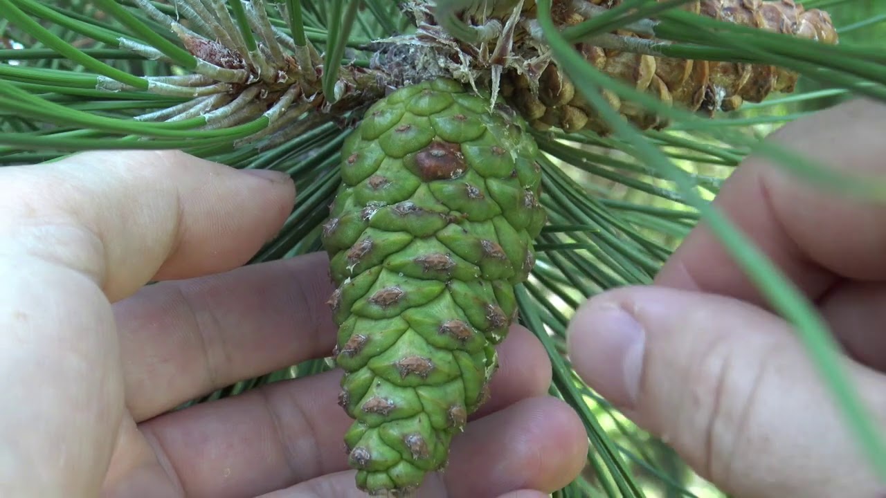 Identifying Austrian pine