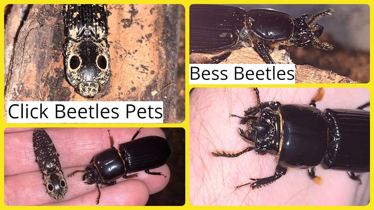 Bess Beetles And Click Beetle