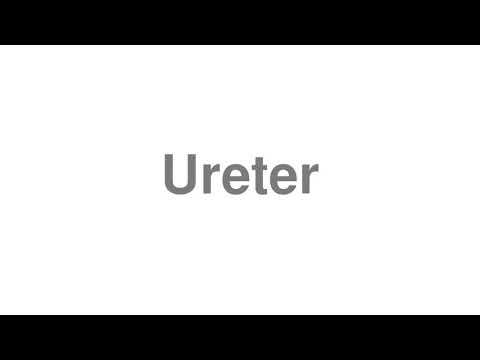 How to Pronounce "Ureter"